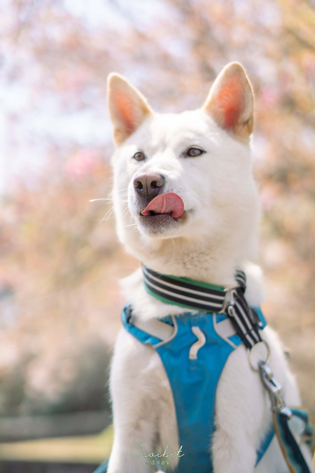 오늘을 찬란하게, 제주 반려동물 스냅 - 크몽